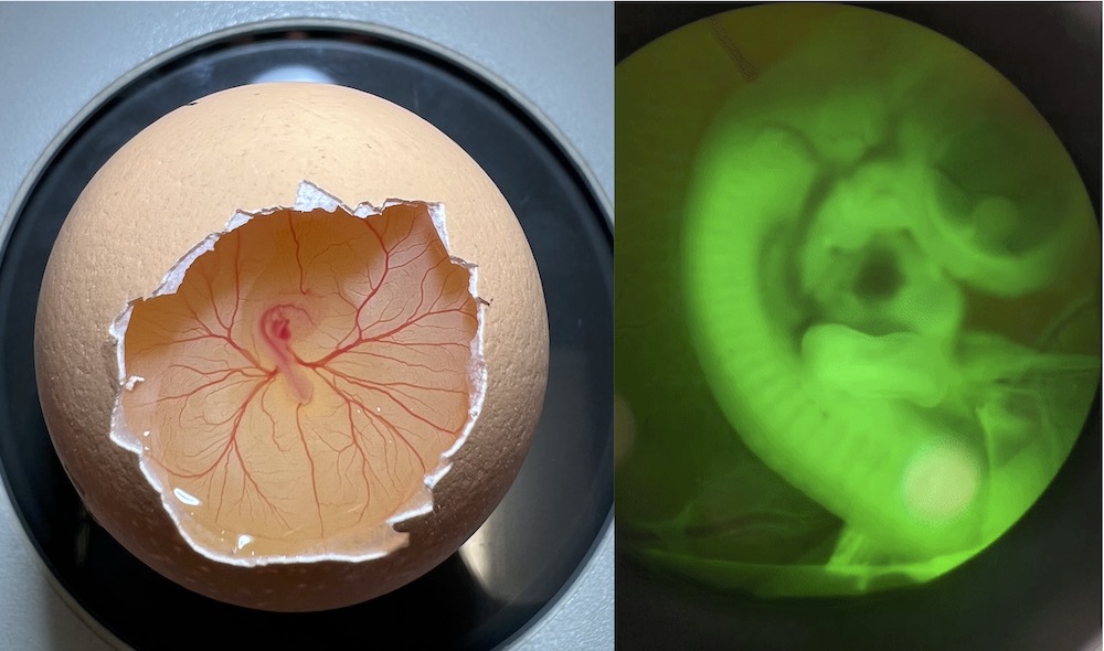 Reviews of the Edinburgh Gallus Genomics and Embryonic Development ...
