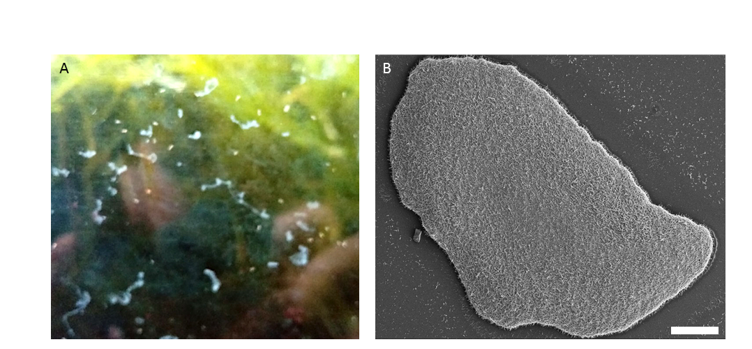 A day in the life of a Trichoplax lab - the Node
