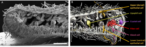 A day in the life of a Trichoplax lab - the Node