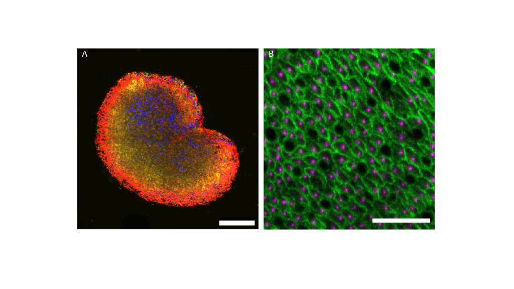 A day in the life of a Trichoplax lab - the Node