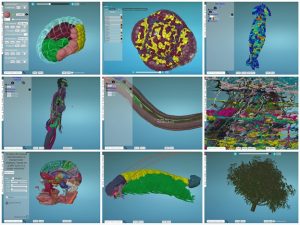 Featured Resource: MorphoNet - the Node