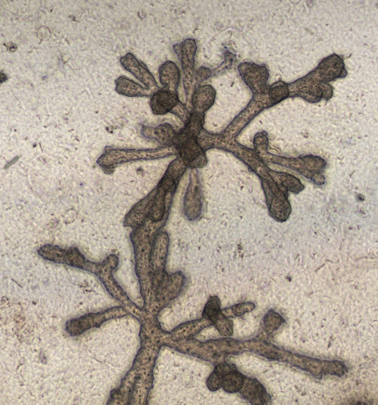 Exploring Mammary Gland Development and Evolution with Organoid ...