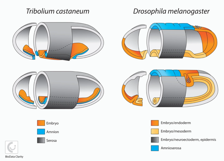 SciArt profile: Ivana Henry - the Node