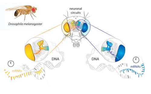 SciArt profile: Ivana Henry - the Node