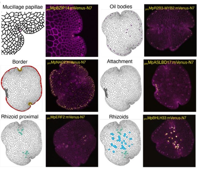 June in preprints - the Node
