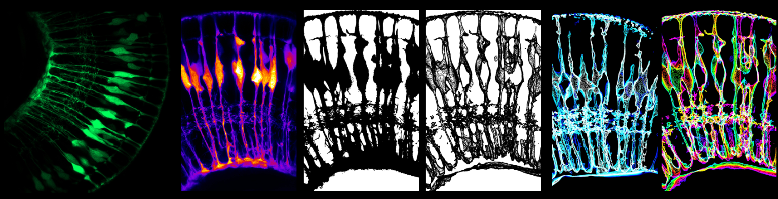 Unveiling the Unseen: Organizing a Science Art Exhibition - the Node