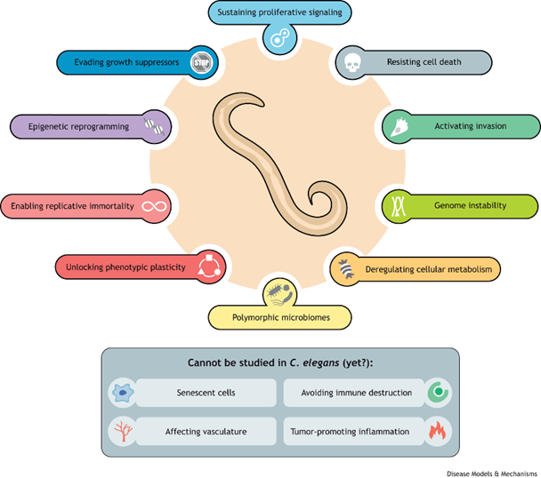 ‘Worming up’ disease research - the Node
