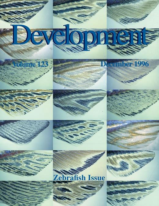 A flipbook of zebrafish embryogenesis - the Node