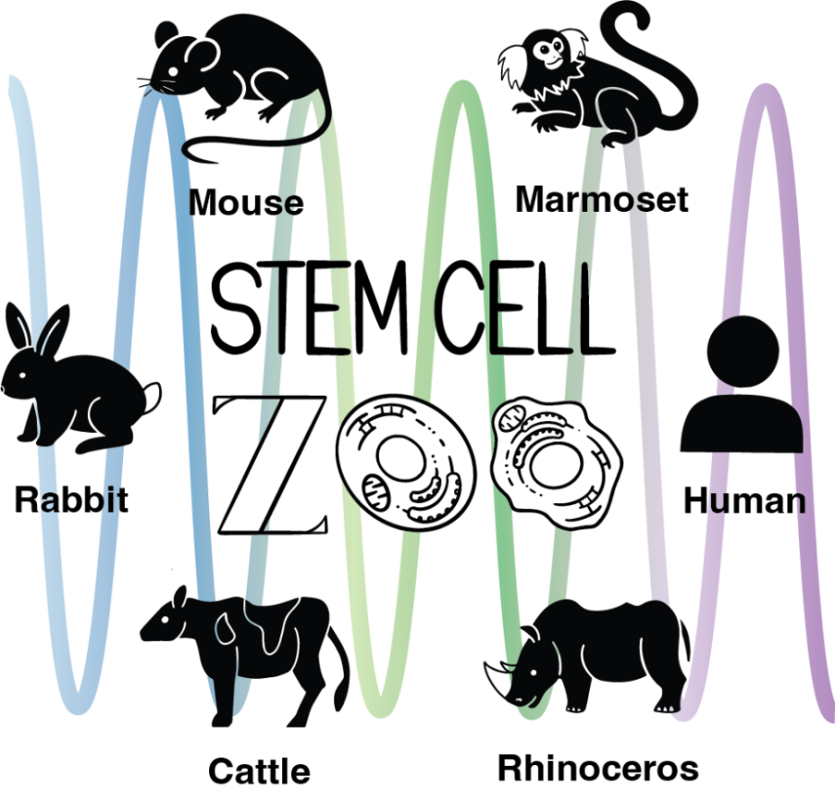 Assembling a "Stem Cell Zoo" - the Node