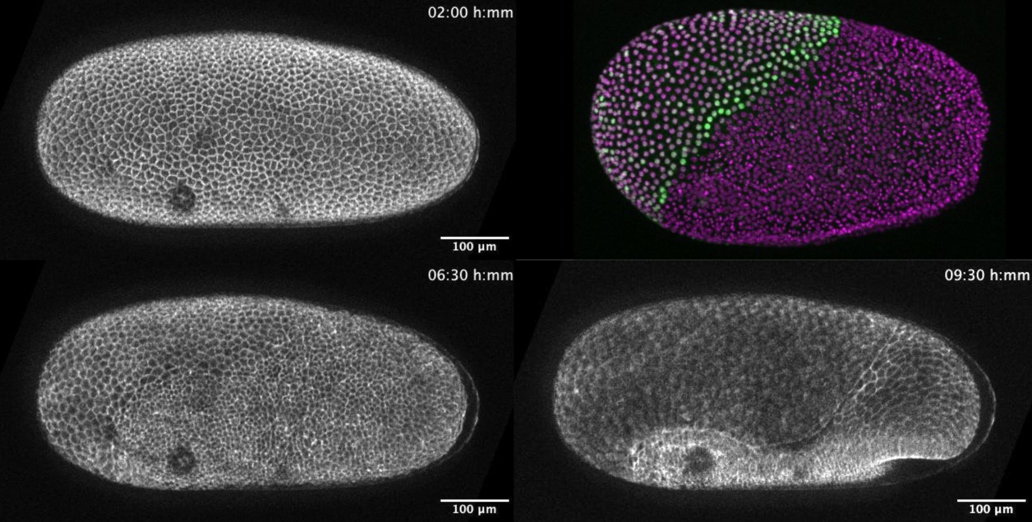 Ph.D. in insect developmental genetics and 'omics (Panfilio Lab ...