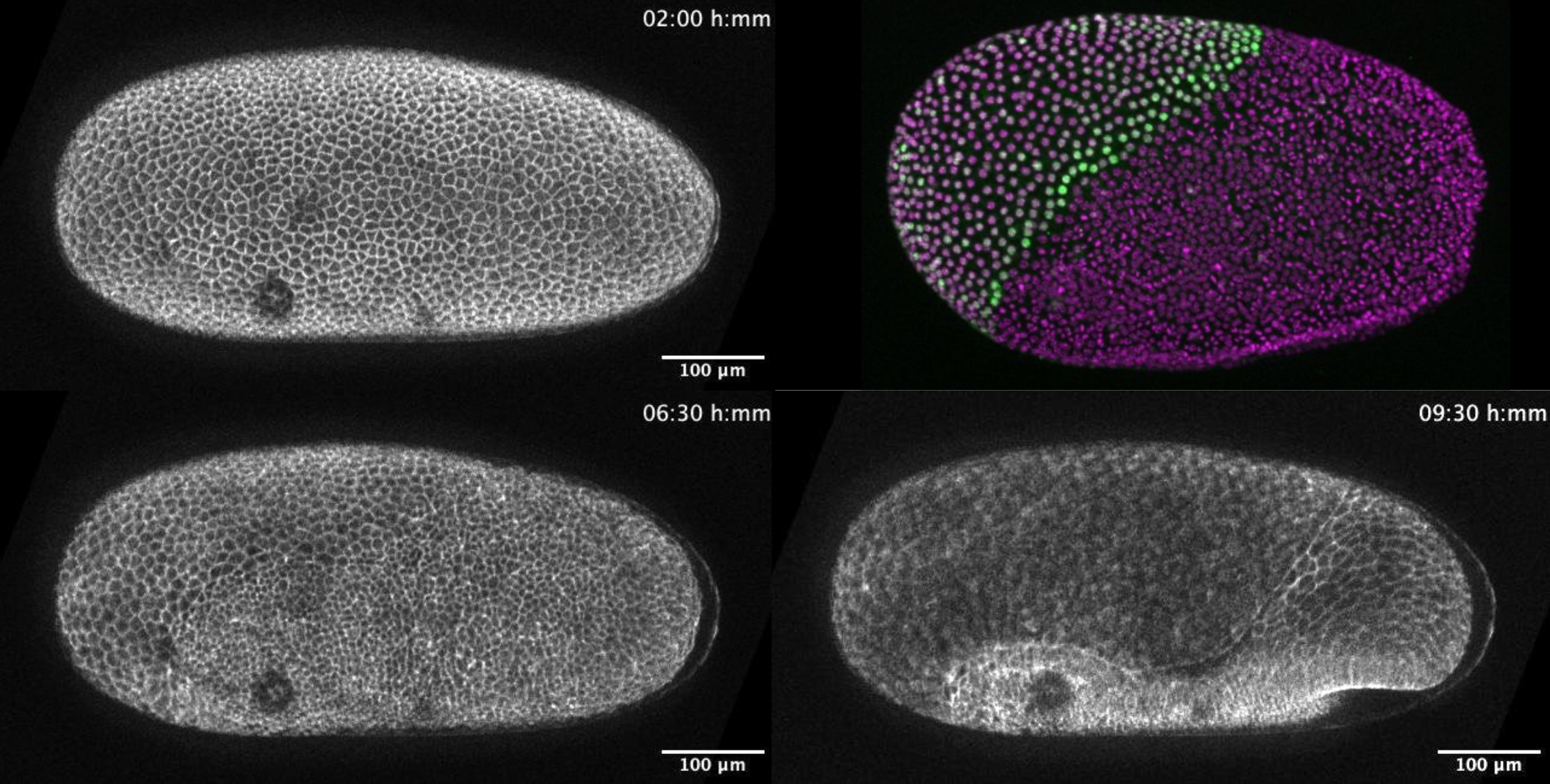 Ph.D. in insect developmental genetics and 'omics (Panfilio Lab ...