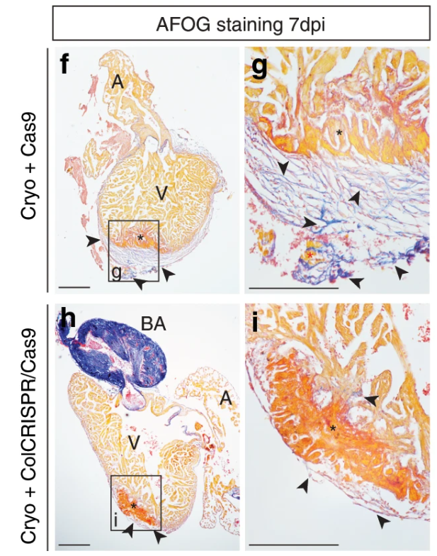 A regeneration retrospective: time heals all wounds - the Node