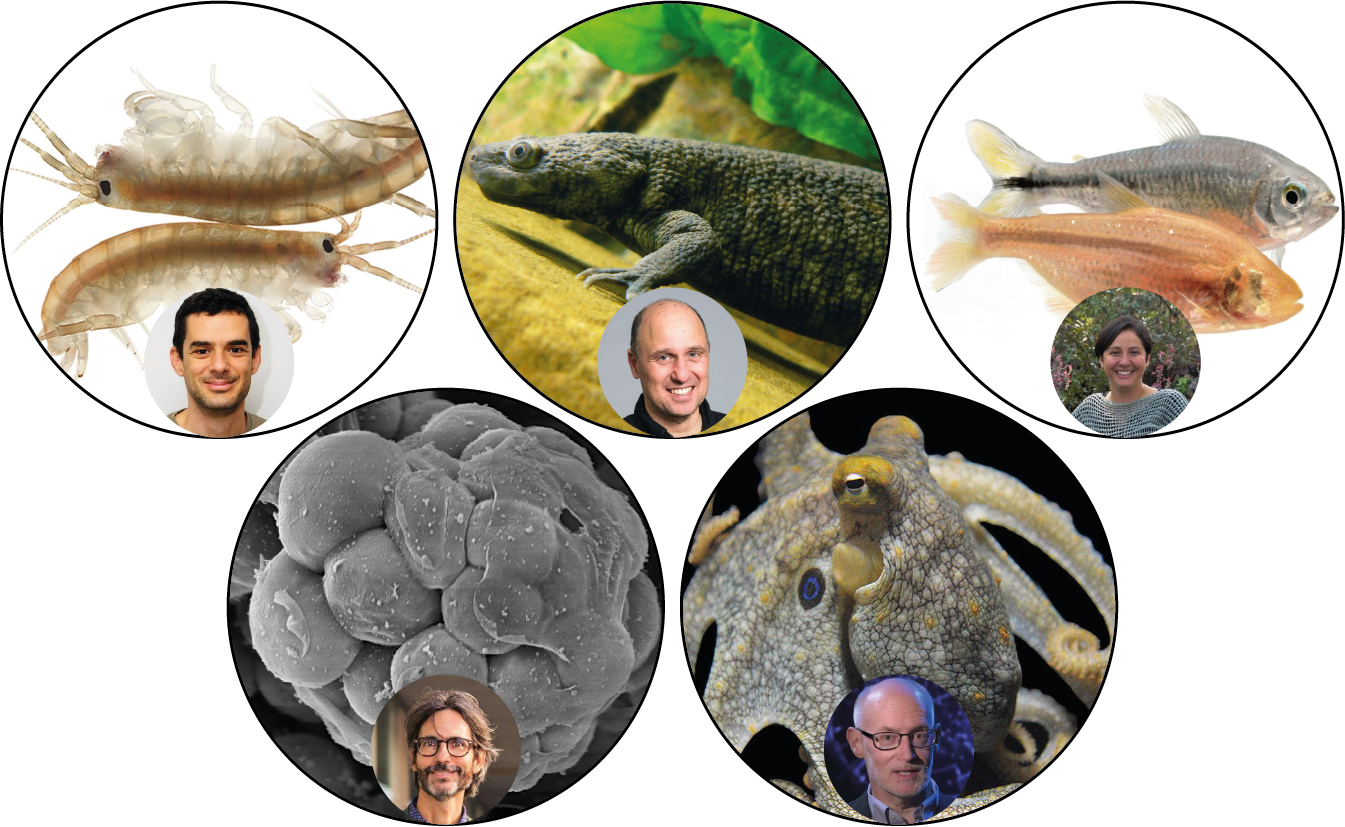 Non-model organisms: weird critters and the people who study them - the Node