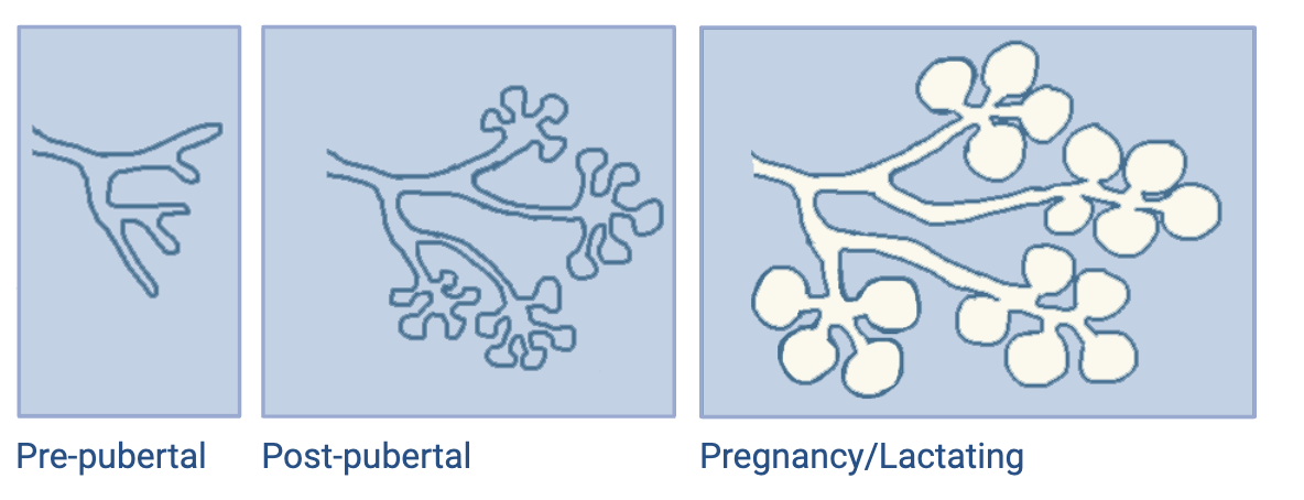 Exploring Mammary Gland Development and Evolution with Organoid ...