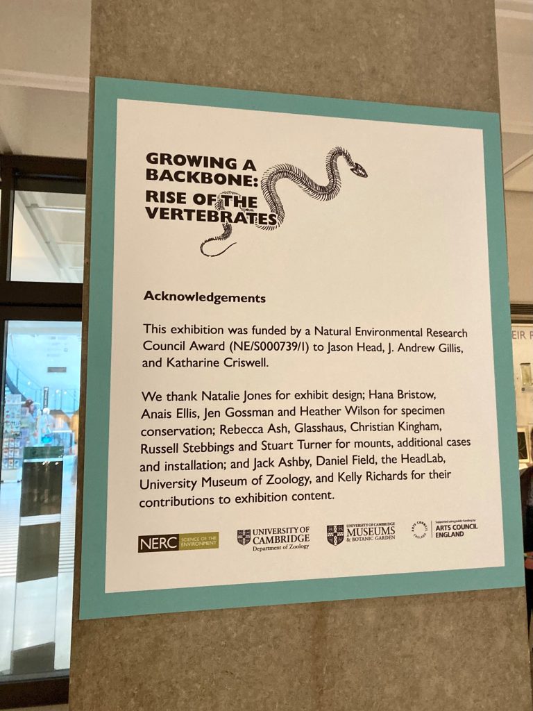 An afternoon in the museum with an exploded skull and a 3.5m python ...