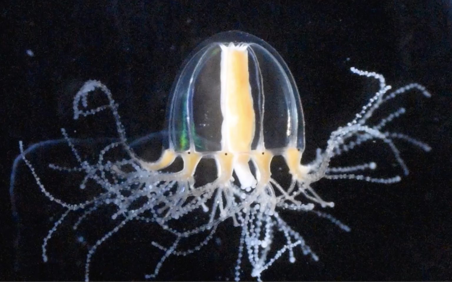 How do jellyfish regenerate their tentacles? - the Node