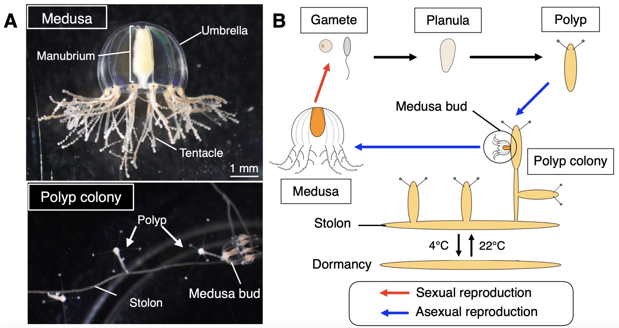 How do jellyfish regenerate their tentacles? - the Node