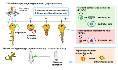 How do jellyfish regenerate their tentacles? - the Node