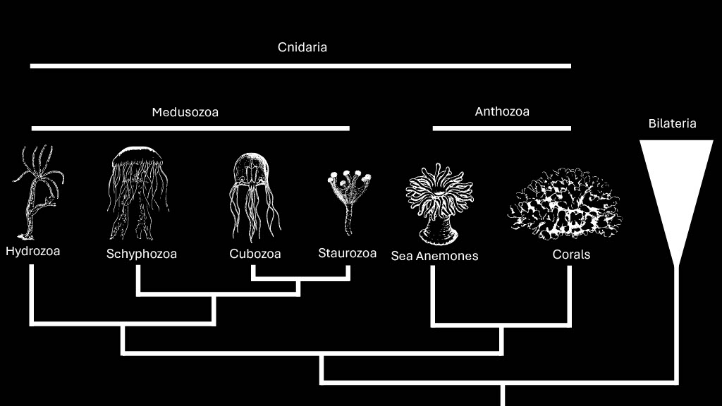 New genome reveals ancient toolkit - the Node