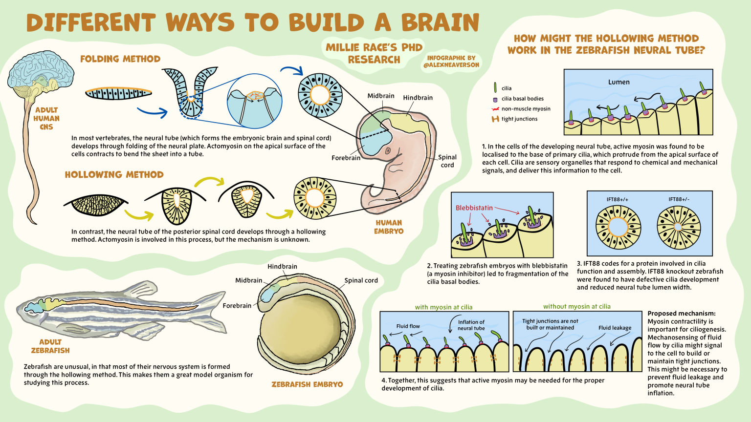 Different Ways to Build a Brain: Millie Race’s PhD research - the Node