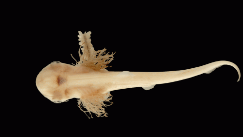 Behind the paper: Rarely seen development of a viviparous shark ...