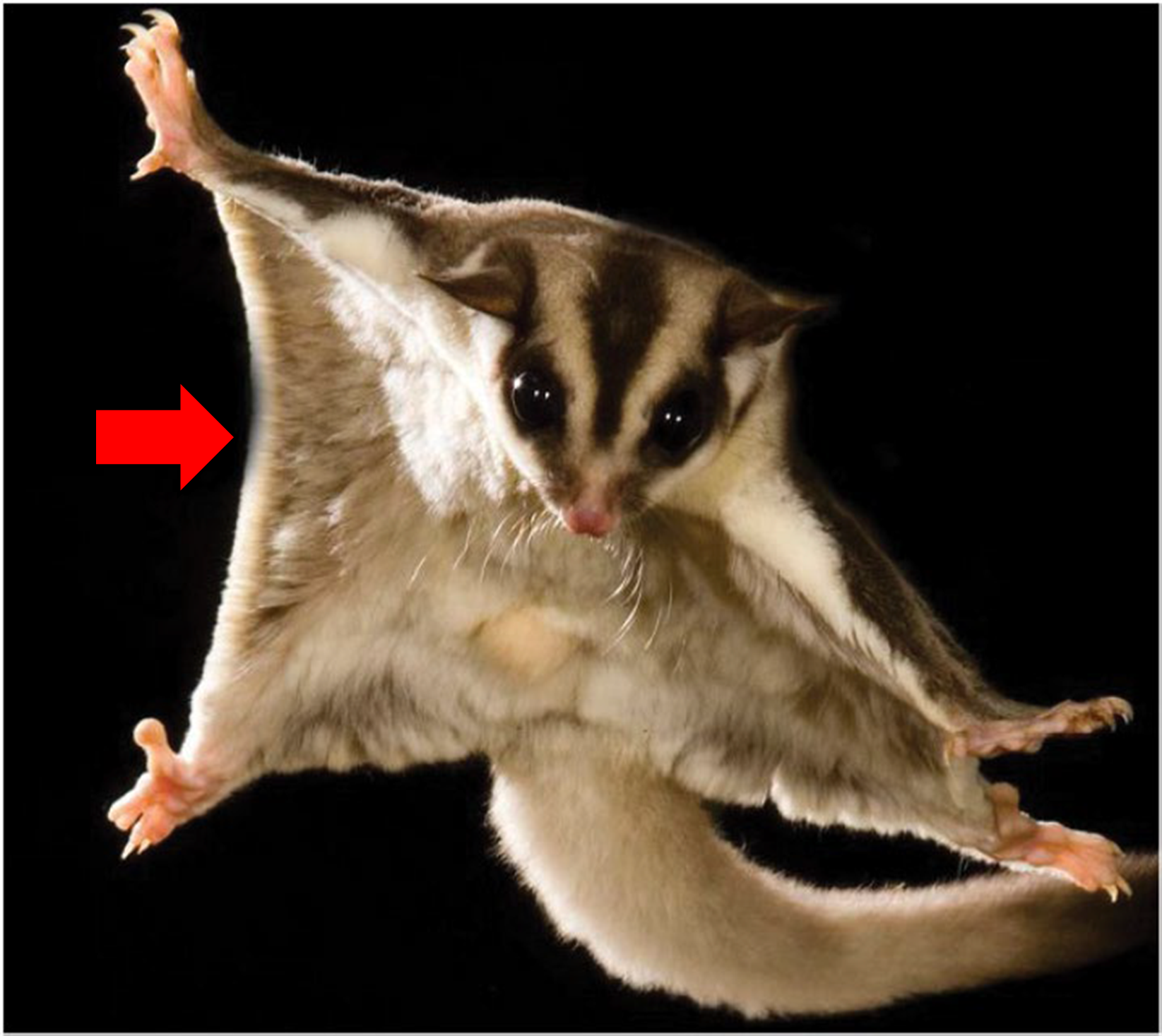 How we learned to build a gliding mammal - the Node