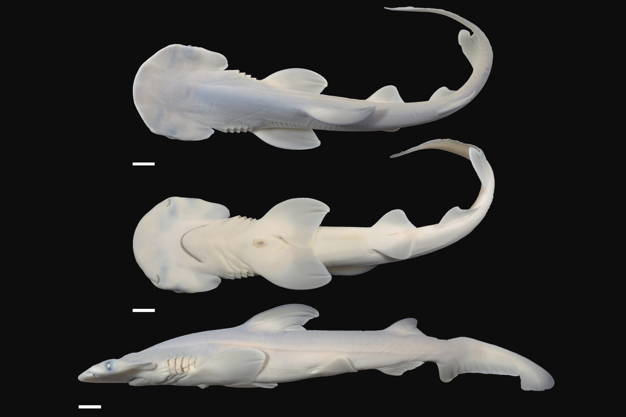 Behind the paper: Rarely seen development of a viviparous shark ...
