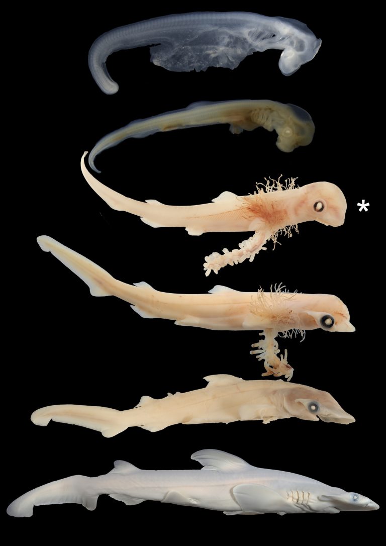 Behind the paper: Rarely seen development of a viviparous shark ...