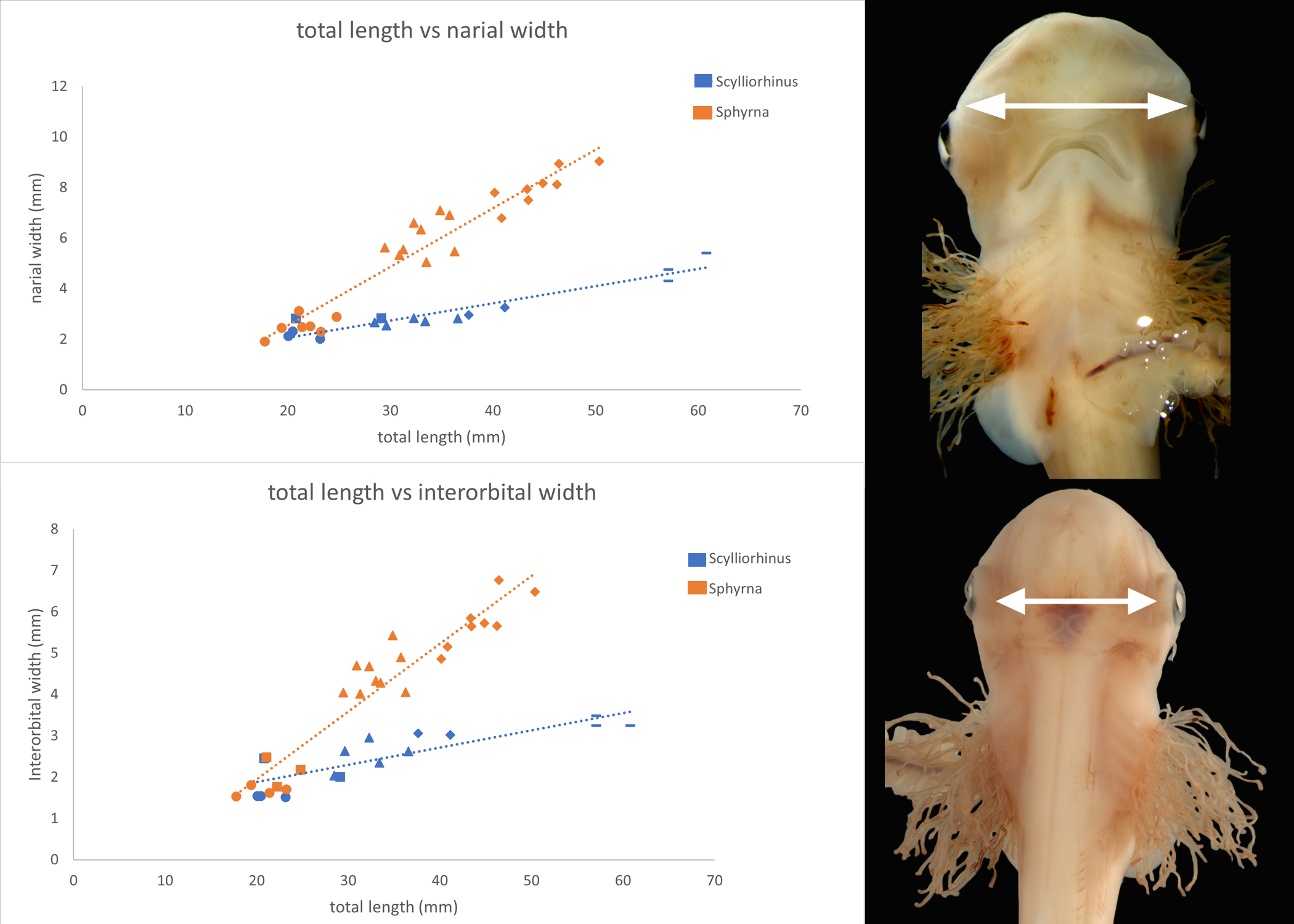 Behind the paper: Rarely seen development of a viviparous shark ...
