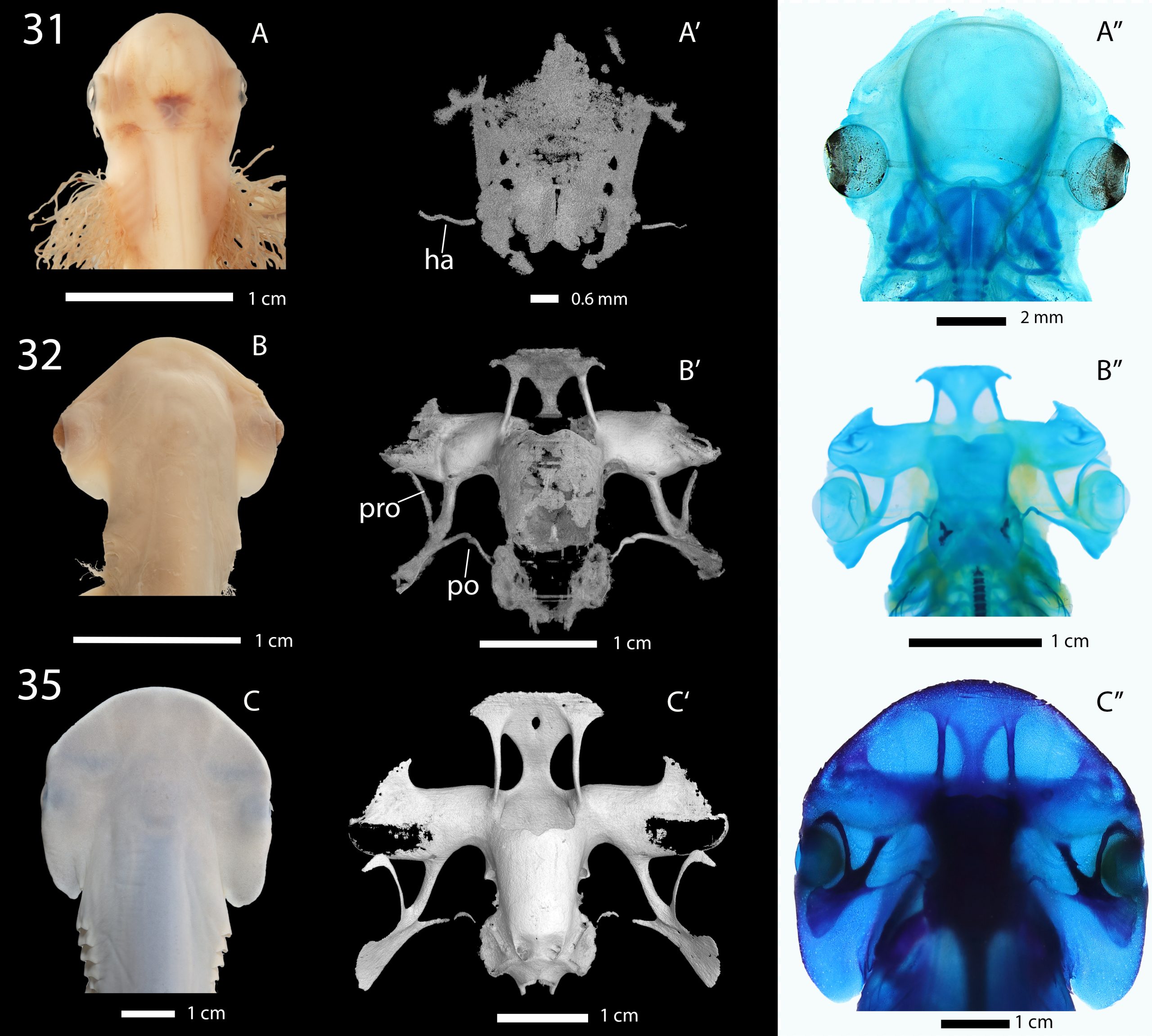 Behind the paper: Rarely seen development of a viviparous shark ...