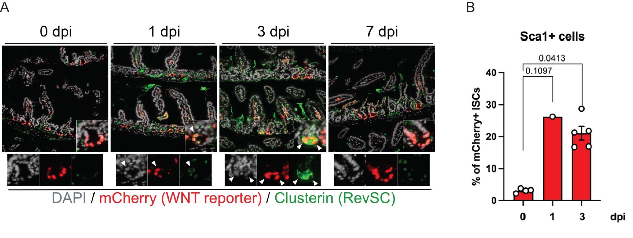 The role of WNT signalling upon injury in intestinal stem cells - the Node