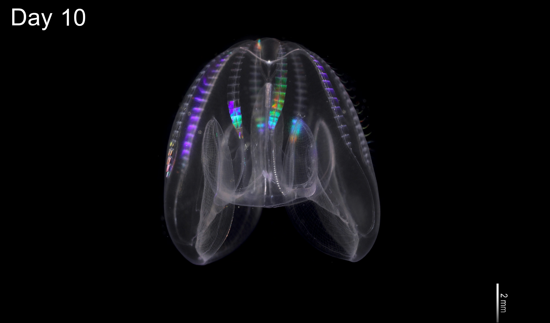 Reverse development in the ctenophore Mnemiopsis leidyi - the Node