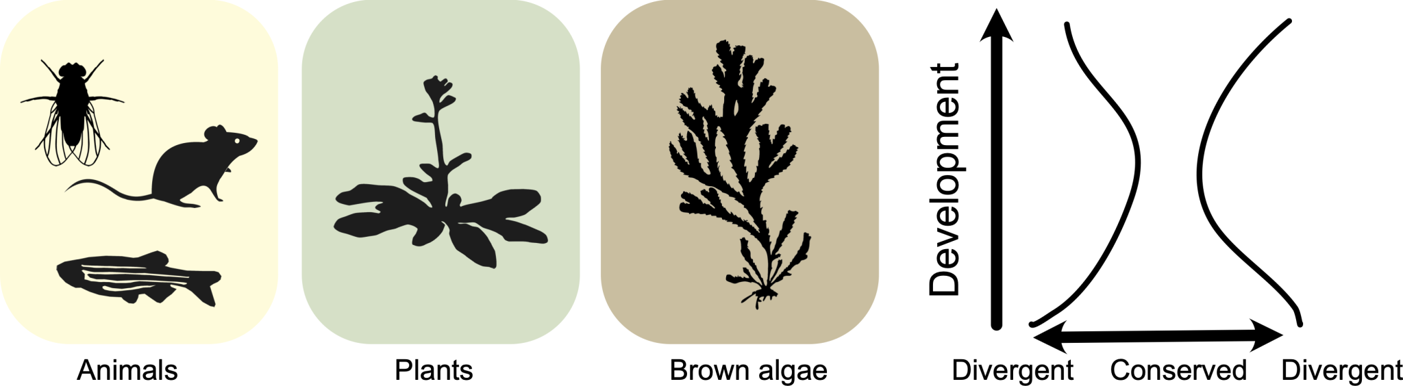 Behind the paper: A transcriptomic hourglass in brown algae - the Node