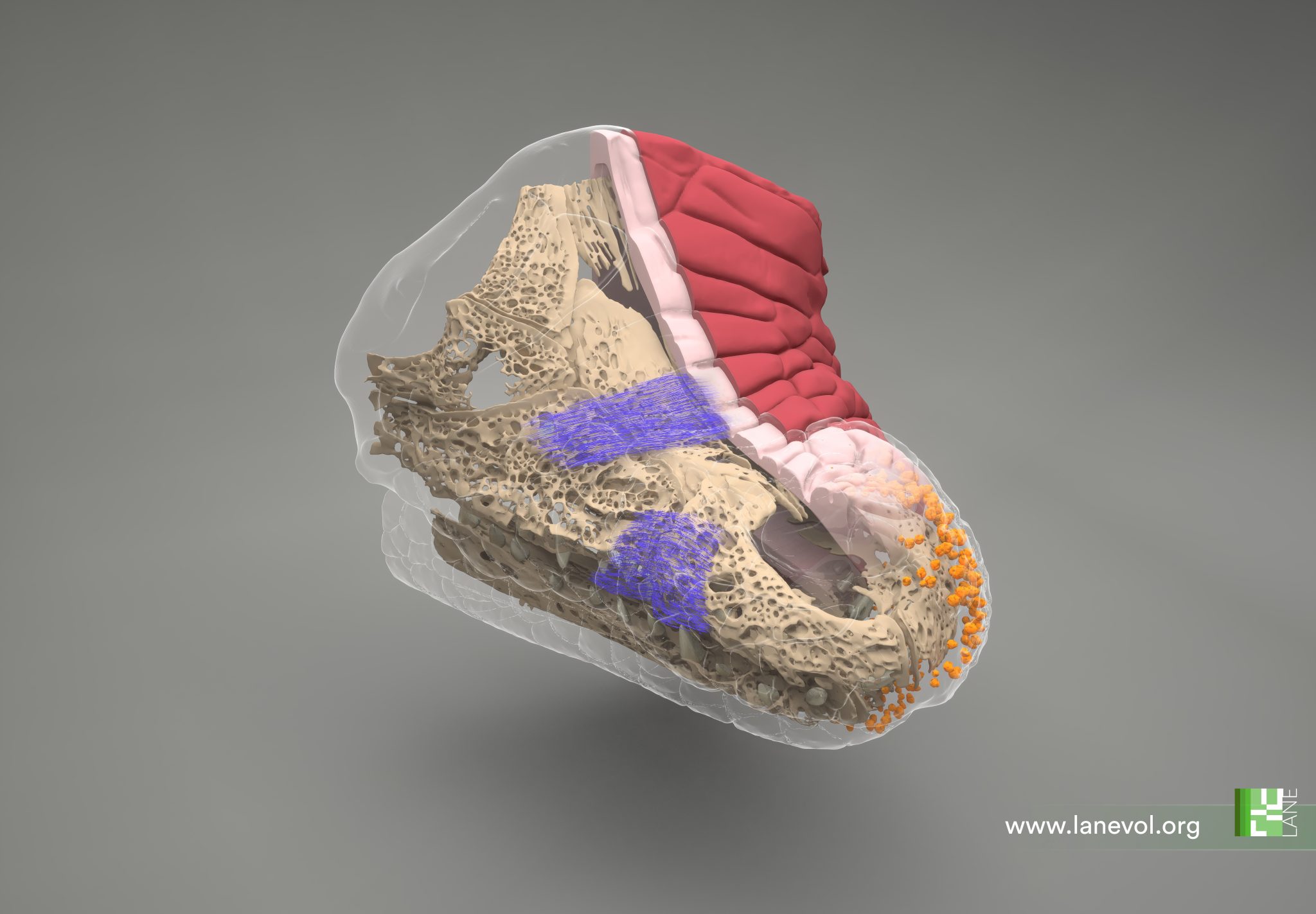 The mechanics of crocodile head scale development - the Node