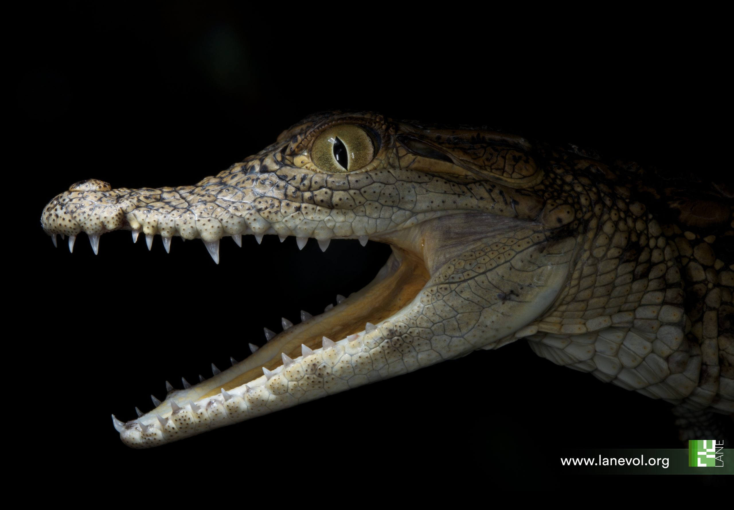 The mechanics of crocodile head scale development - the Node