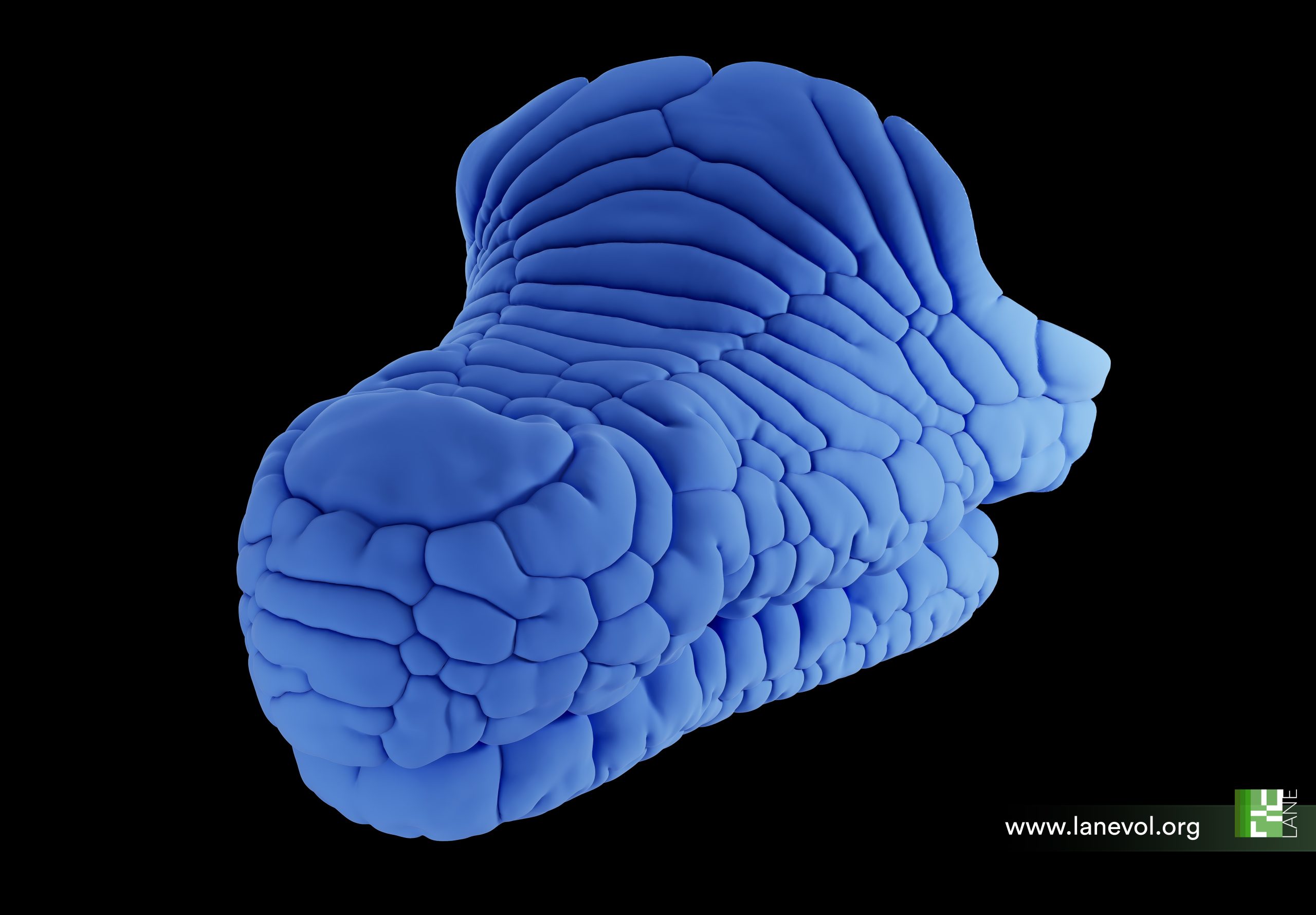 The mechanics of crocodile head scale development - the Node