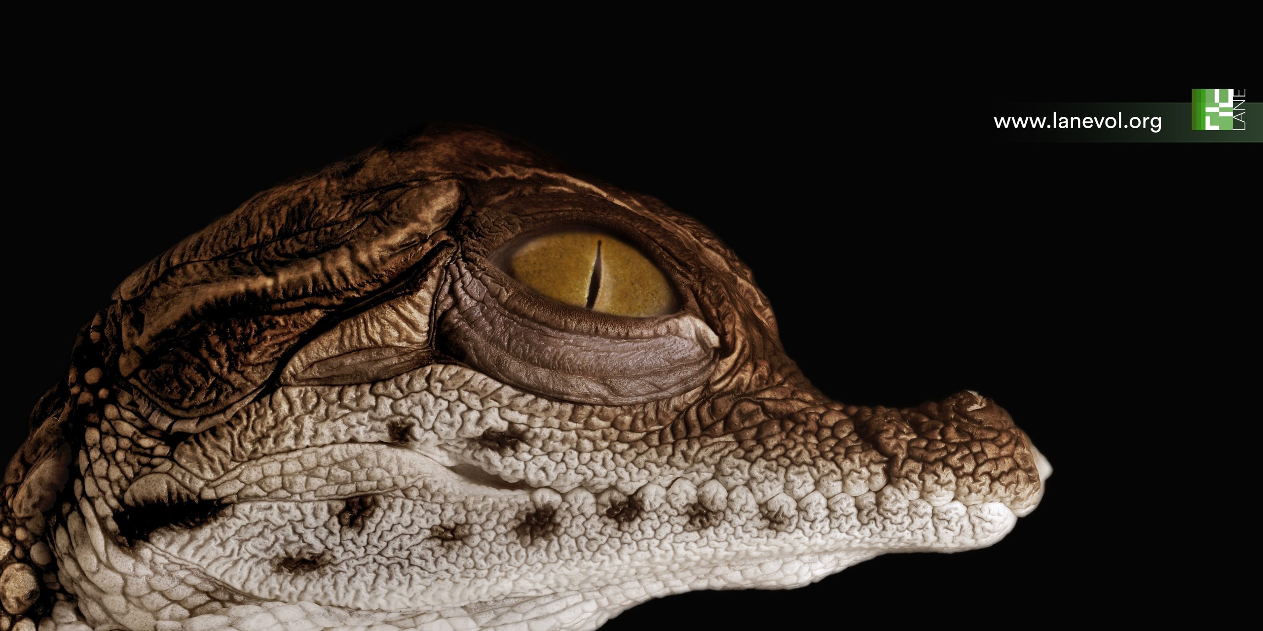 The mechanics of crocodile head scale development - the Node