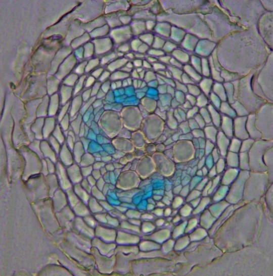 Winding road to the cambial stem cells - the Node