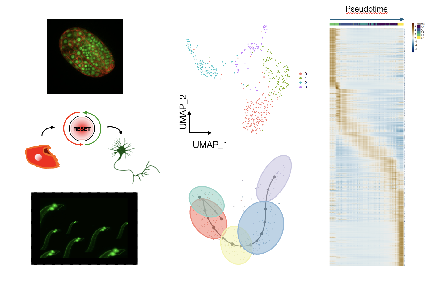 The Jarriault Lab is looking for a postdoc! - the Node
