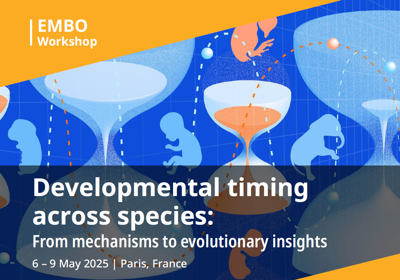 Developmental timing across species | EMBO Workshop | 6-9 May - the Node