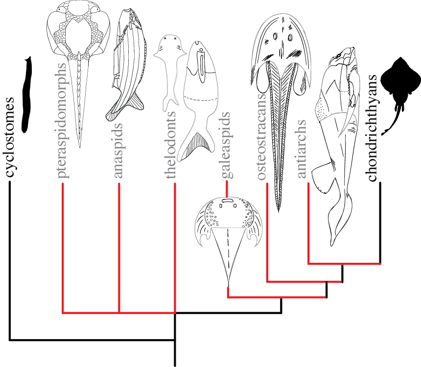 When did our flexible and lubricated joints evolve? - the Node