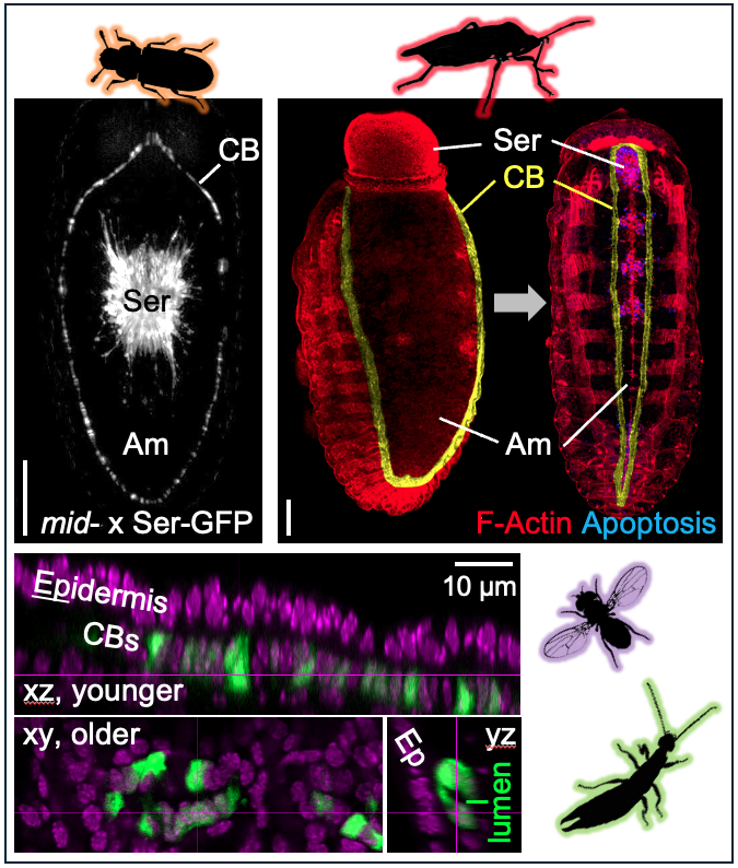Three-year international postdoc on advanced imaging of comparative ...