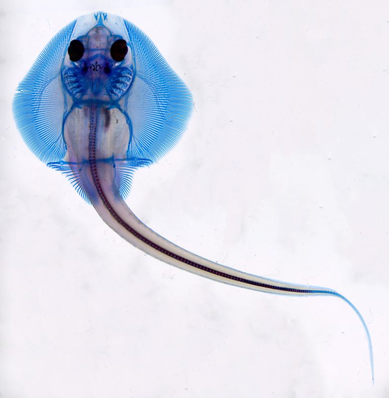 Vote for your favourite image from the MBL Embryology course - the Node