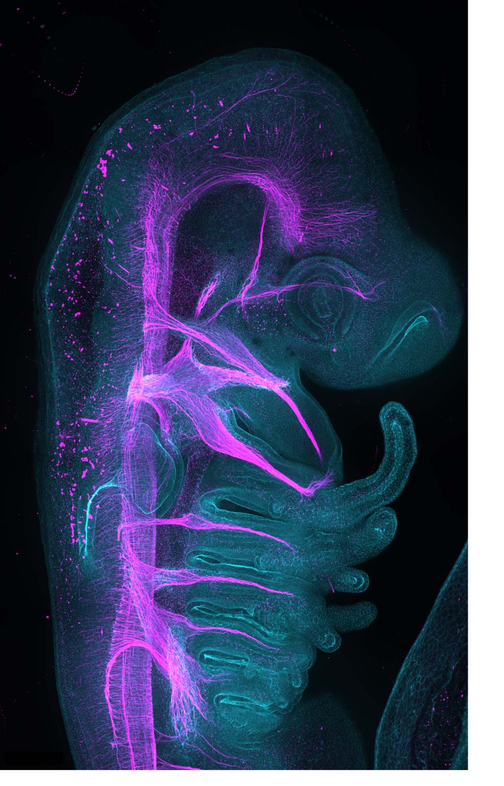 Vote for your favourite image from the MBL Embryology course - the Node