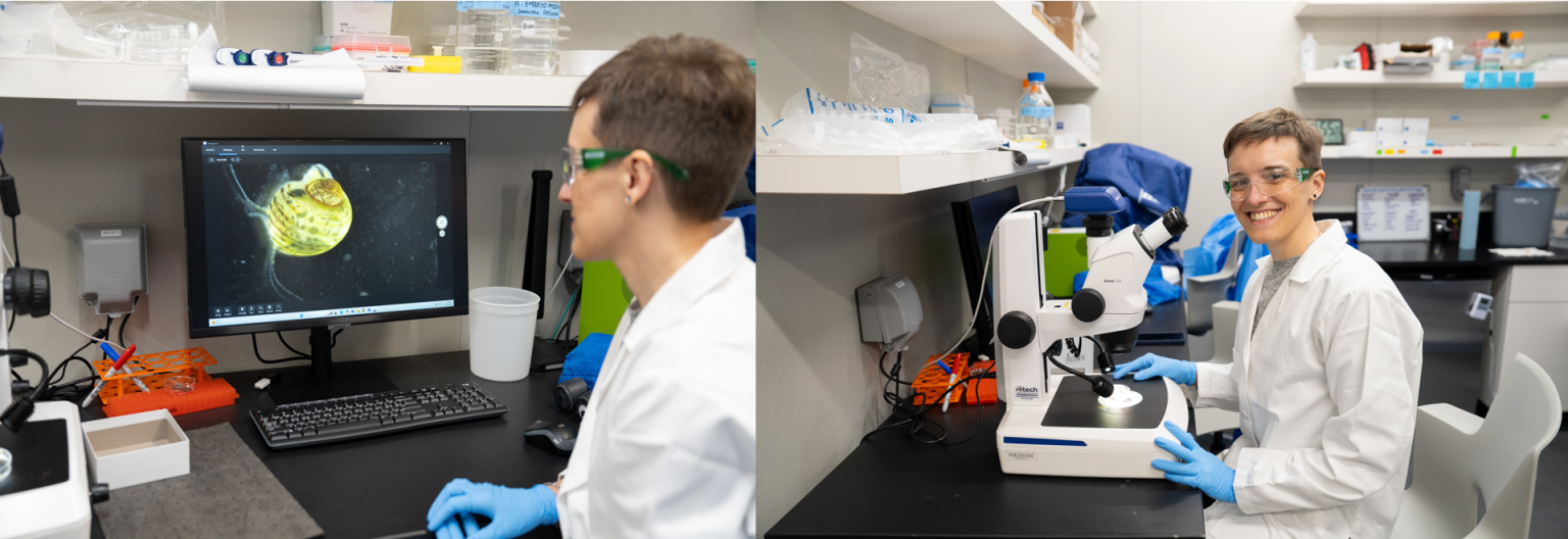 In the apple eye of evolution: Camera-type eye regeneration - the Node