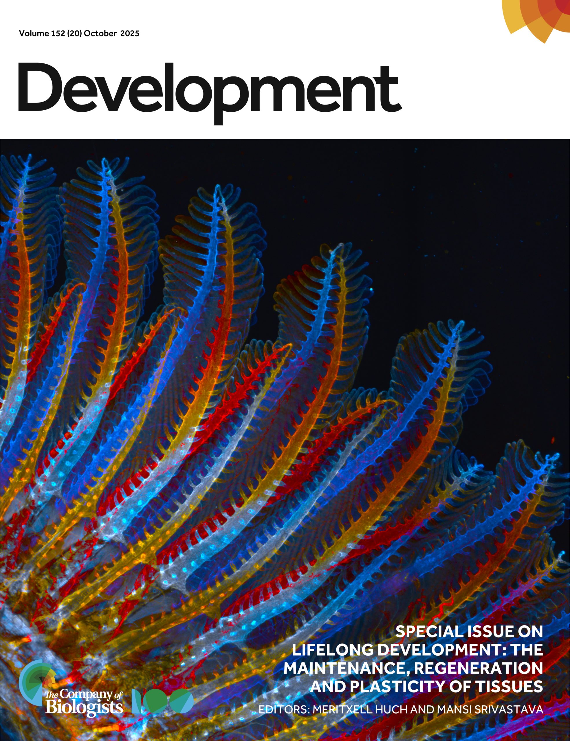 Beyond the beginning – development that lasts a lifetime - the Node