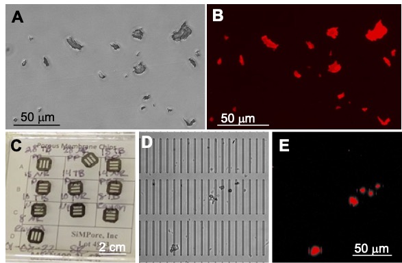 The health impacts of microplastics are studied using a Xenopus ...