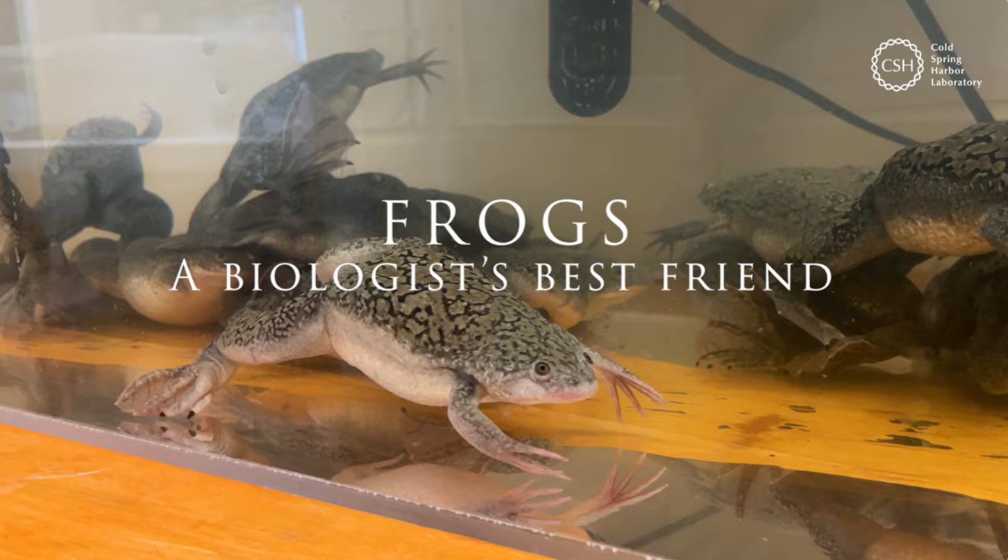 Cold Spring Harbor Laboratory Cell & Developmental Biology of Xenopus ...