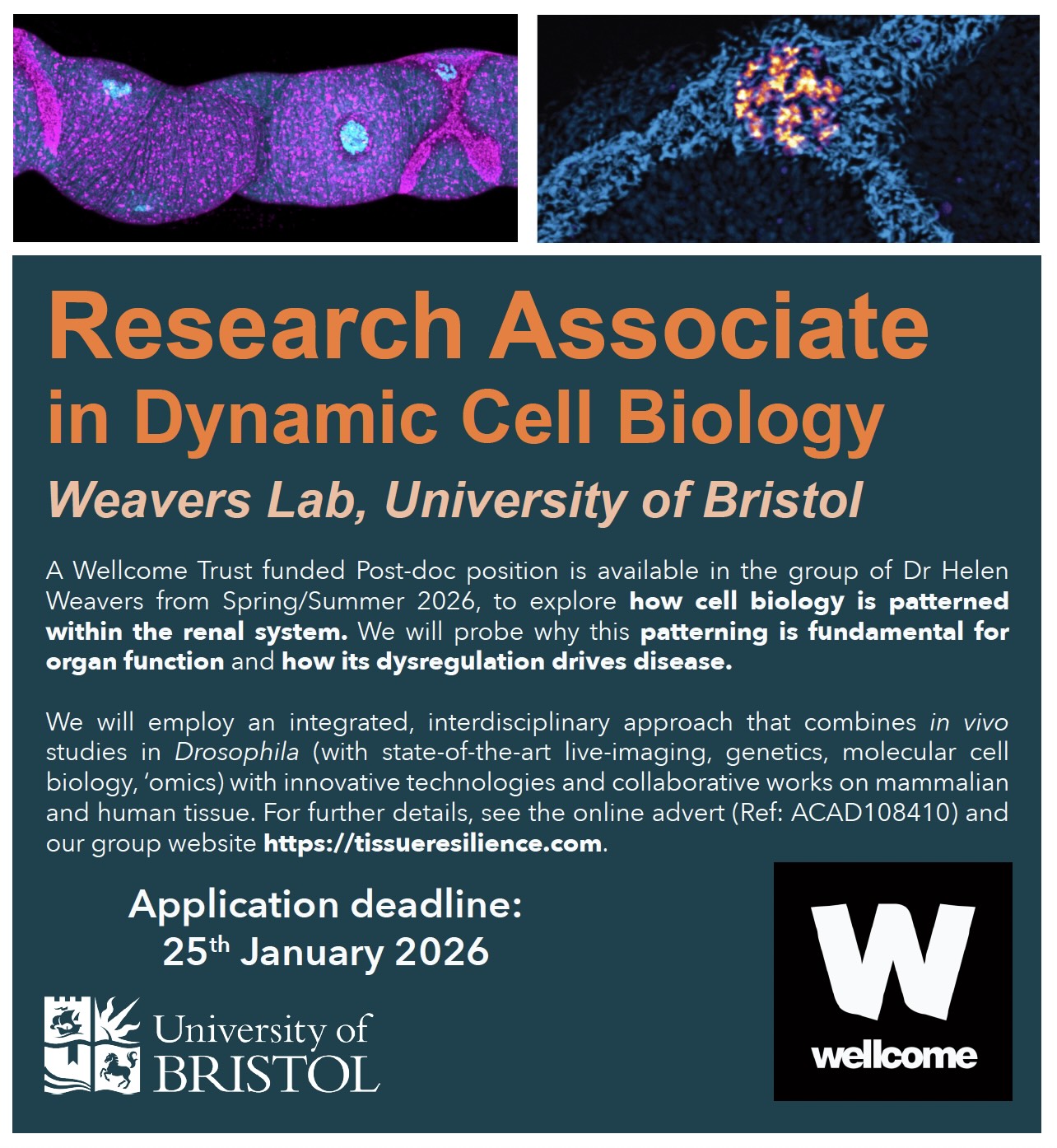 Post-doc in Dynamic Cell Biology: Weavers Lab, University of Bristol ...