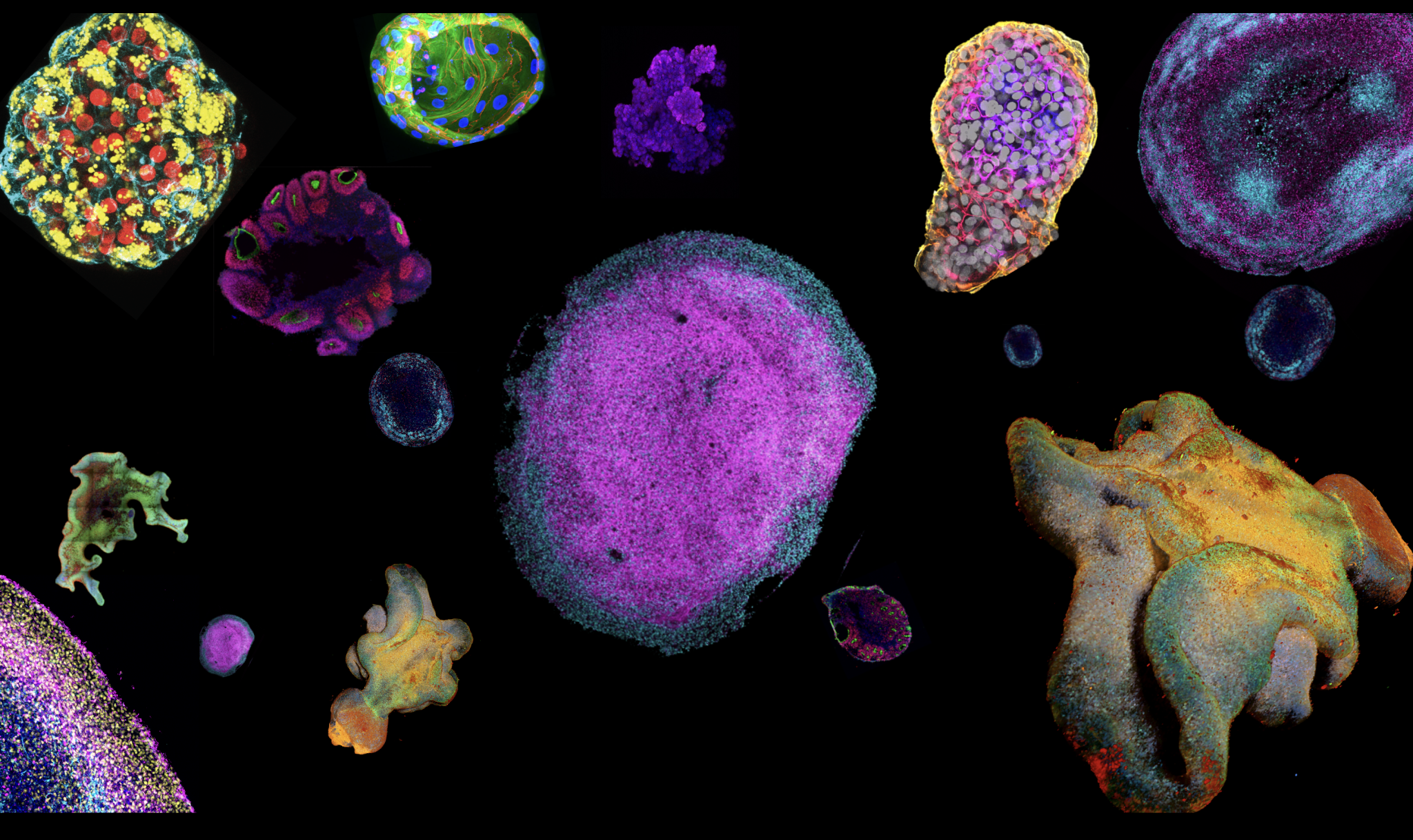 Two PhD positions in the Artegiani & Hendriks lab, Utrecht, NL - the Node